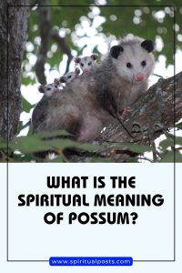 10 Spiritual Meanings of Seeing A Possum & Symbolism - Spiritual Posts